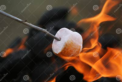 Fire roasted marshmallow stock photo. Image of marshmallows - 1034738
