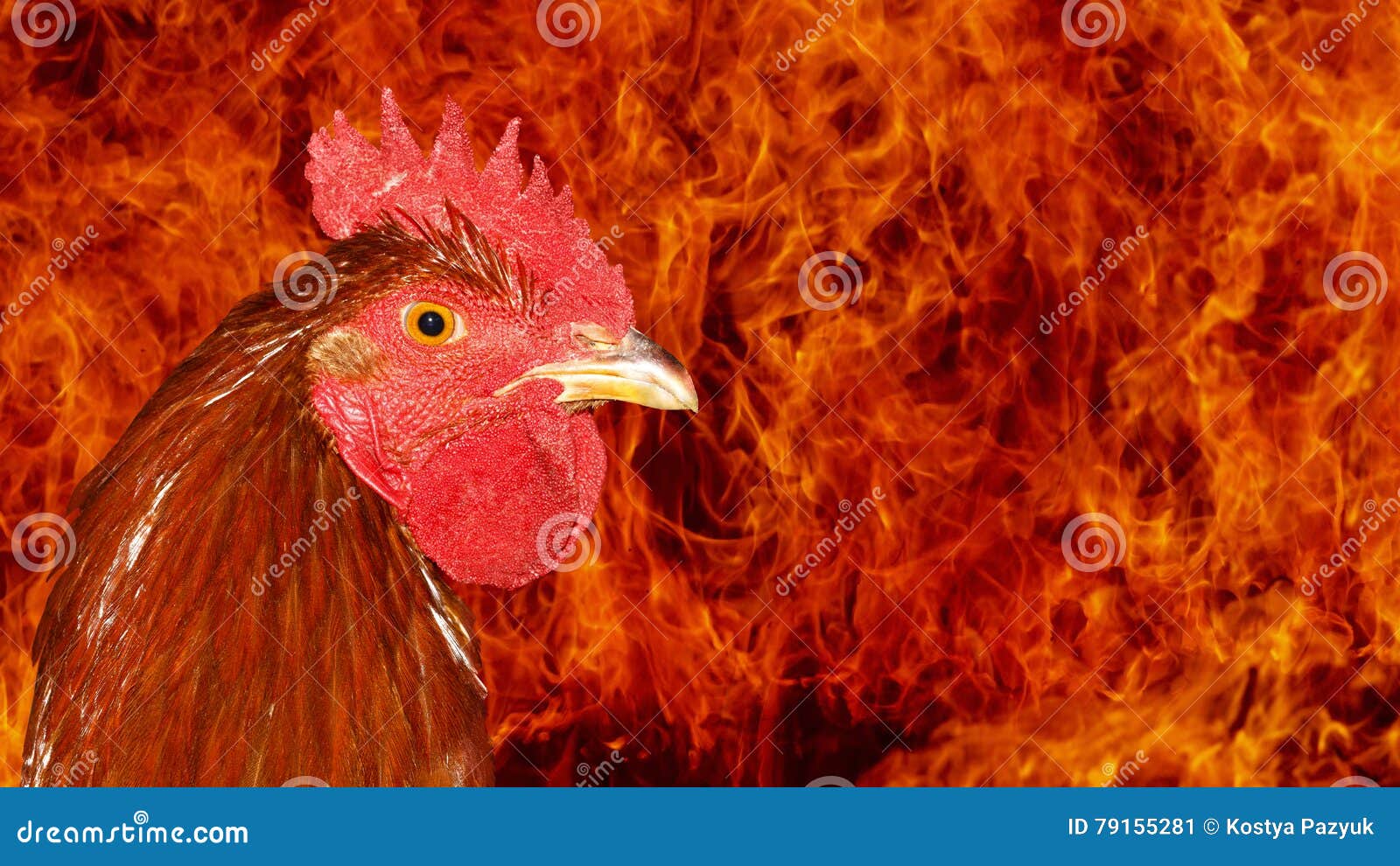 Portrait Of A Rooster In The Yard.Portrait Of A Rooster In The Y ...