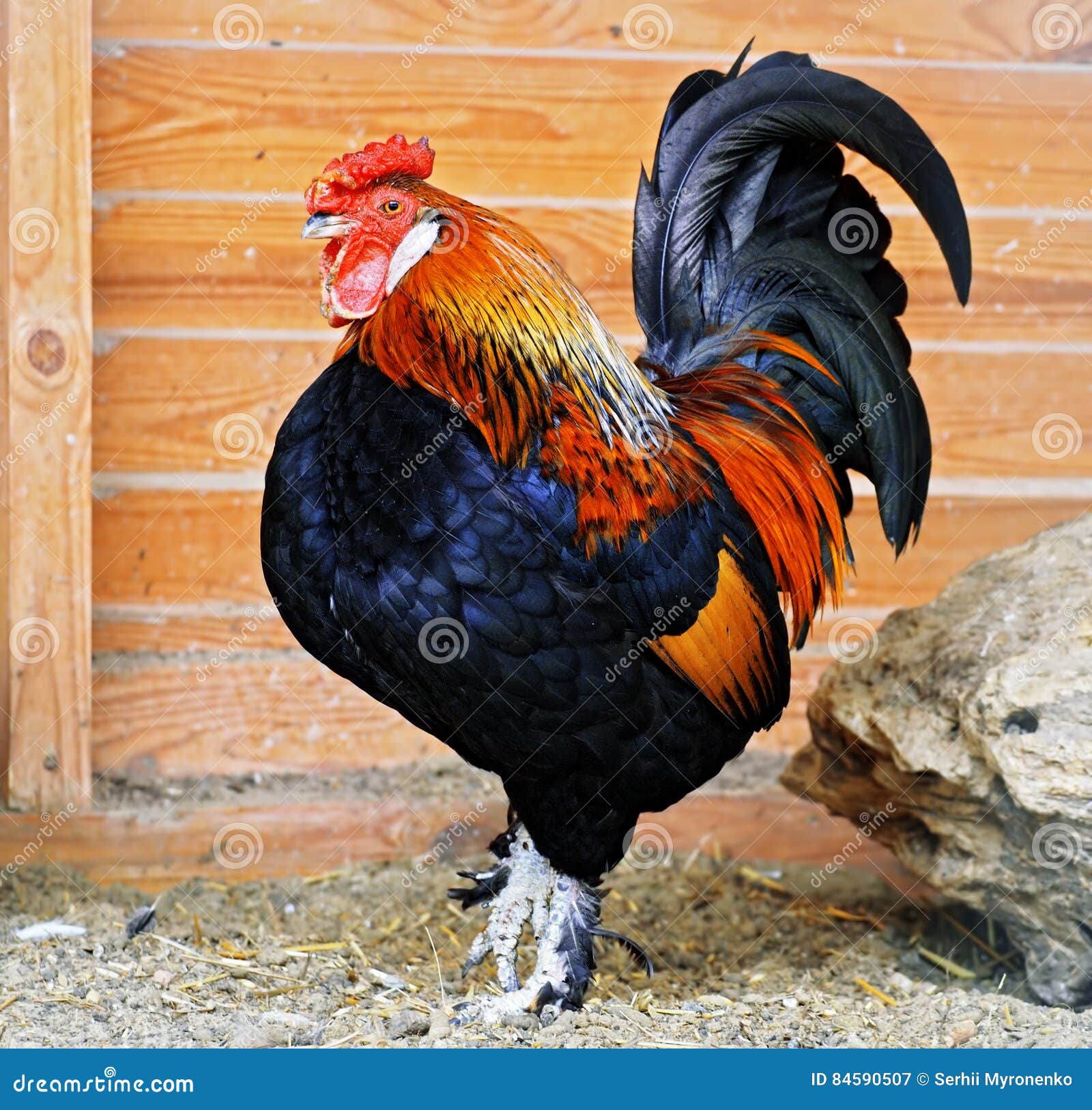 Fire Rooster Symbol of 2017 Year Close Up Stock Image - Image of ...