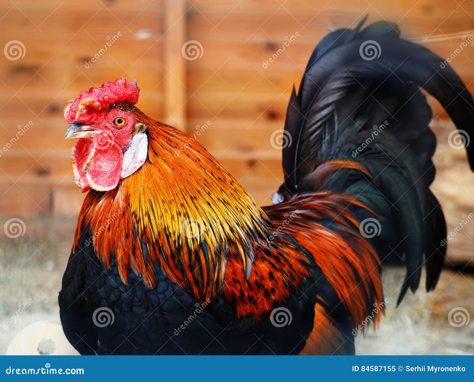 Fire Rooster Symbol of 2017 Year Portrait Stock Image - Image of rural ...