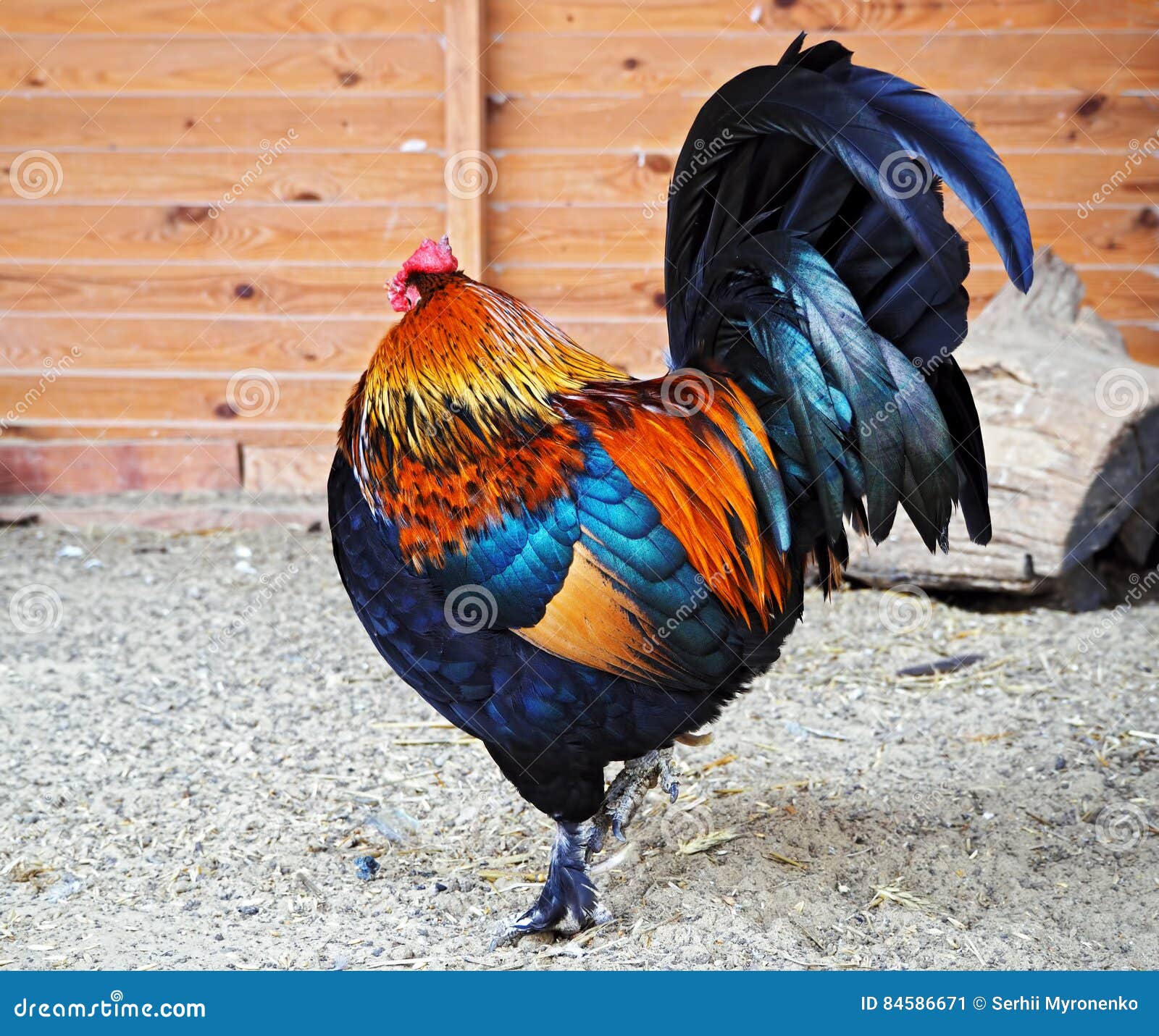 Fire Rooster Symbol of 2017 Year View from Back Stock Image - Image of ...