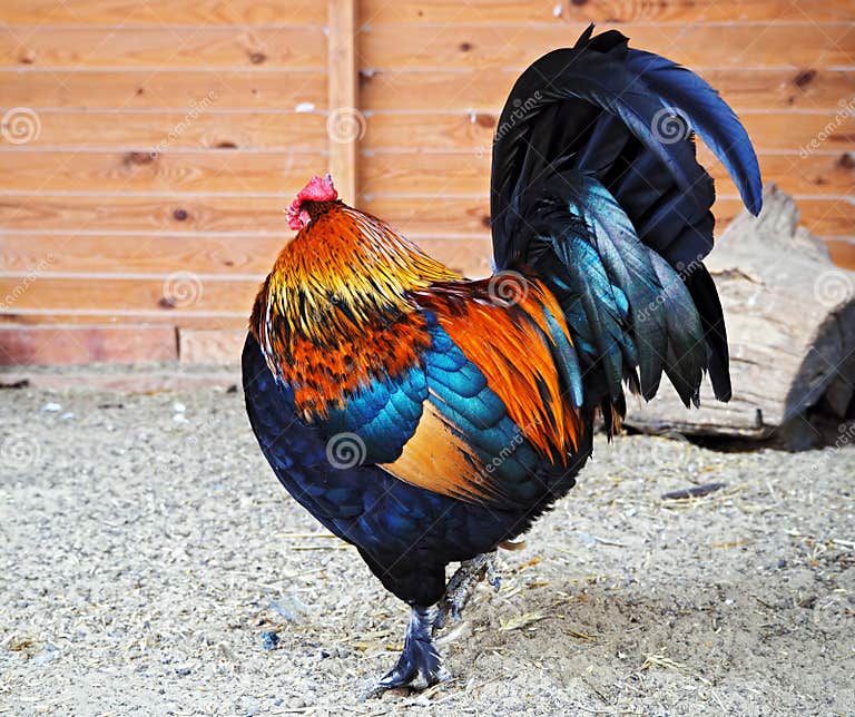 Fire Rooster Symbol of 2017 Year View from Back Stock Image - Image of ...