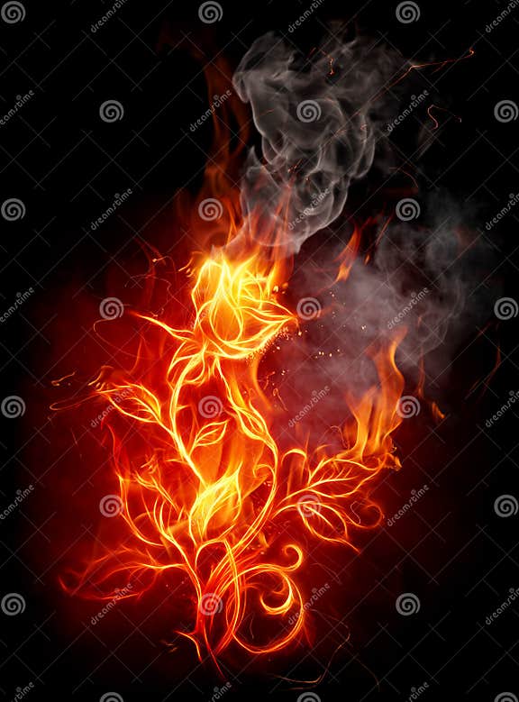 Fire rose stock illustration. Illustration of effect, burning - 7224168