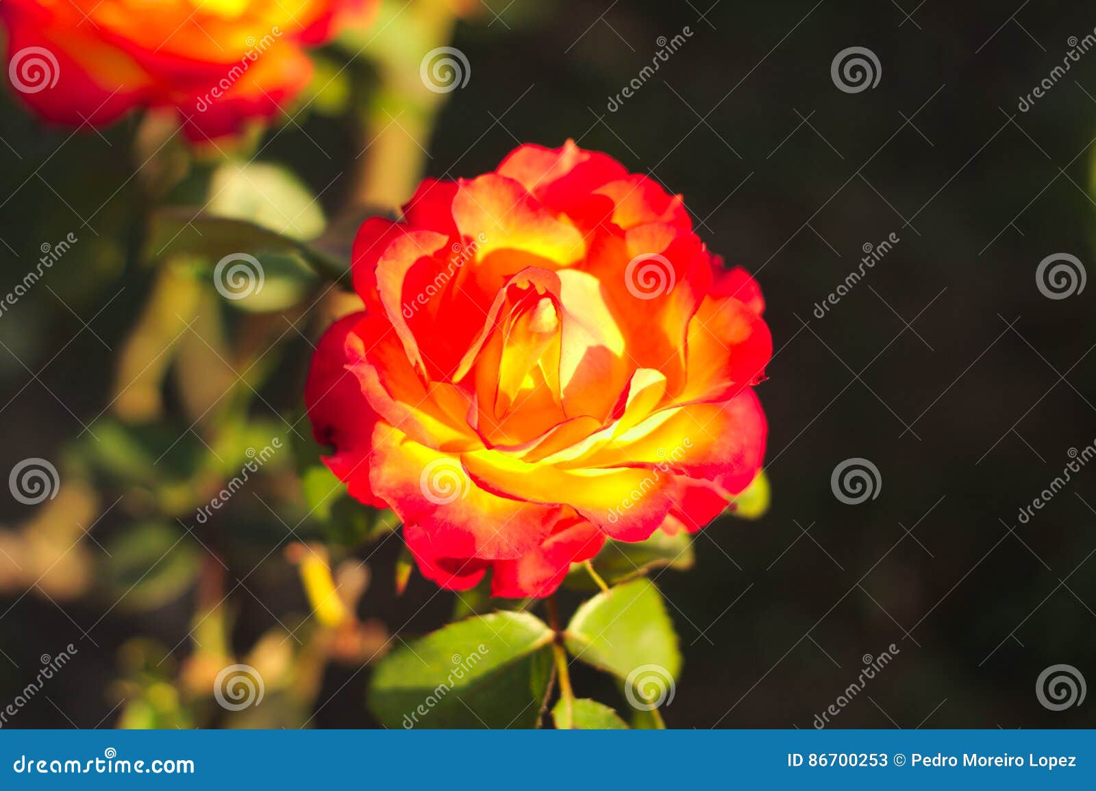 Fire Rose Stock Photos - Royalty Free Images