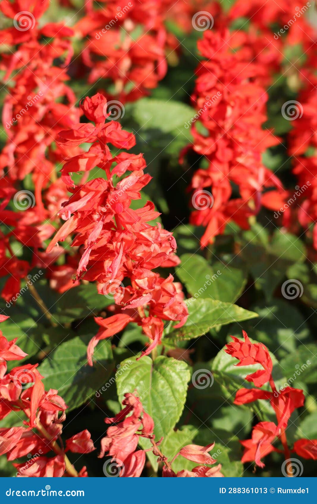 Fire sage stock image. Image of fiery, scarlet, plants - 288361013