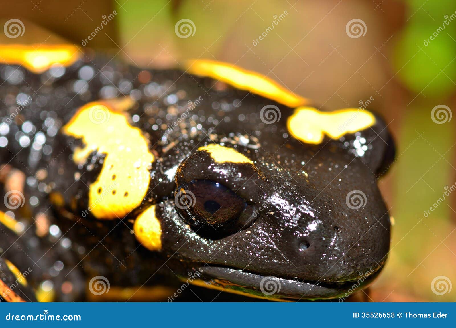 Fire salamanda large stock photo. Image of color, nature - 35526658