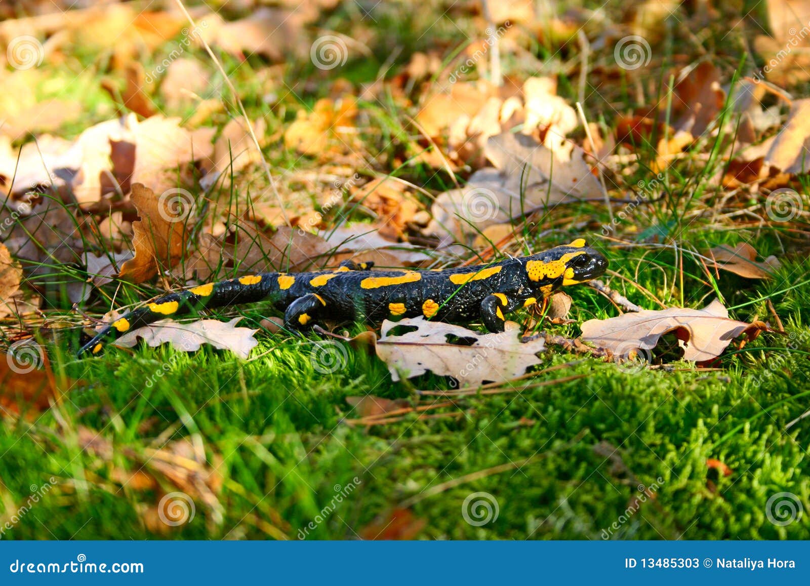 Fire Salamander On Rock, Salamandra Salamandra Stock Image ...