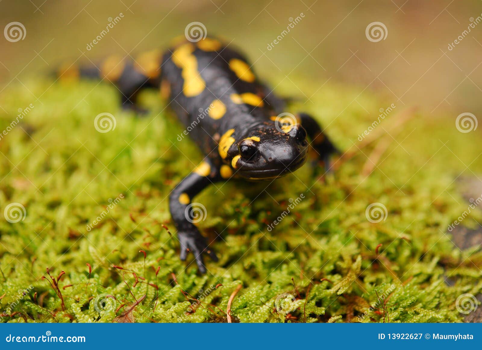 Fire Salamander stock image. Image of looking, closeup - 13922627