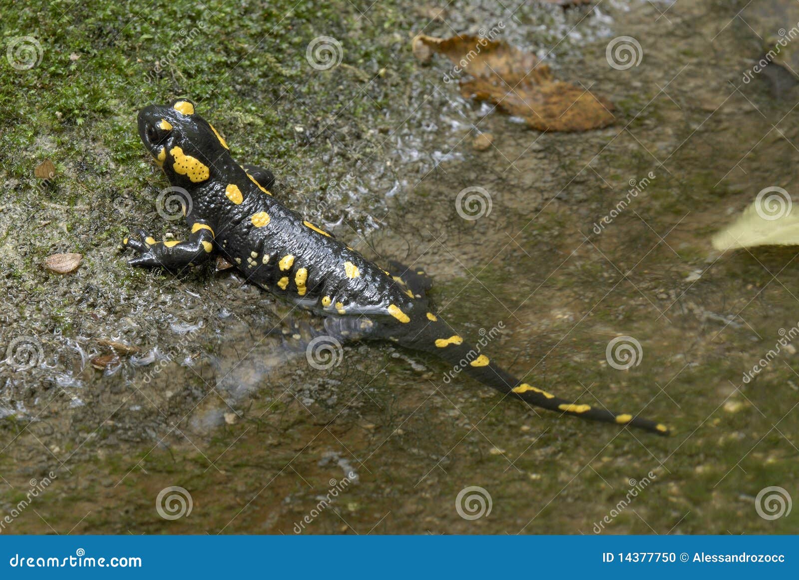 Fire Salamander stock photo. Image of amphibian, mimetism - 14377750