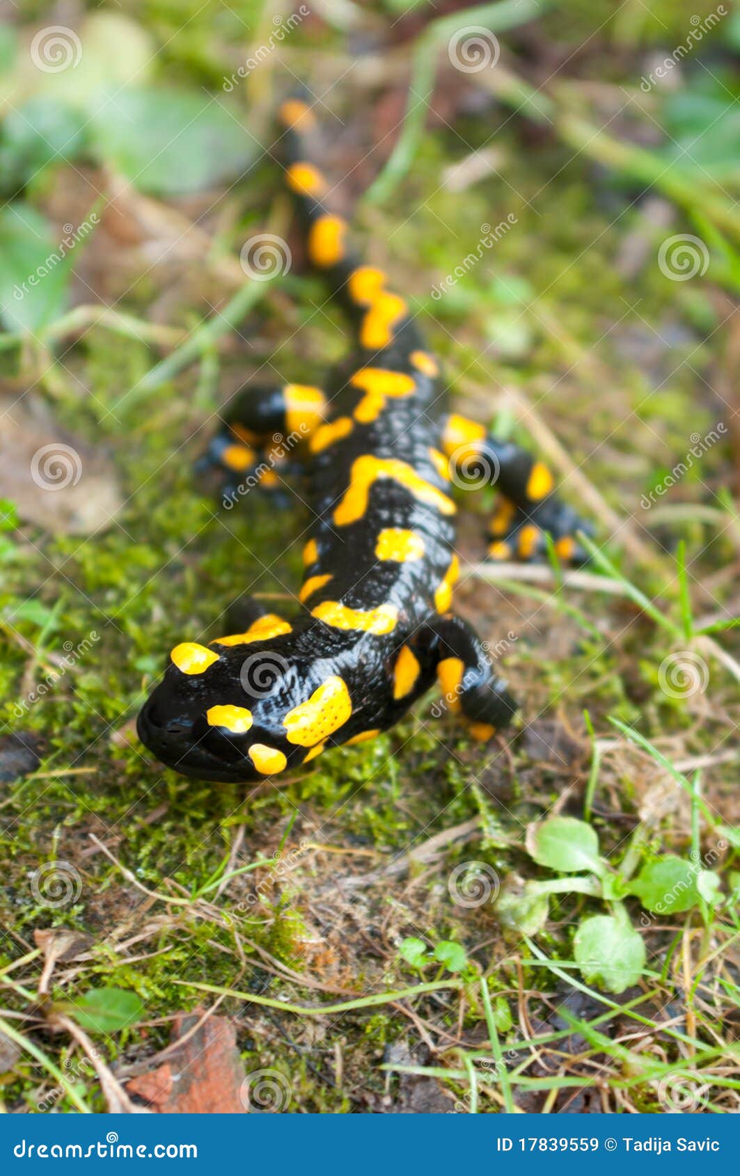 Fire salamander stock image. Image of salamander, black - 17839559