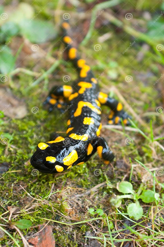 Fire salamander stock image. Image of salamander, black - 17839559