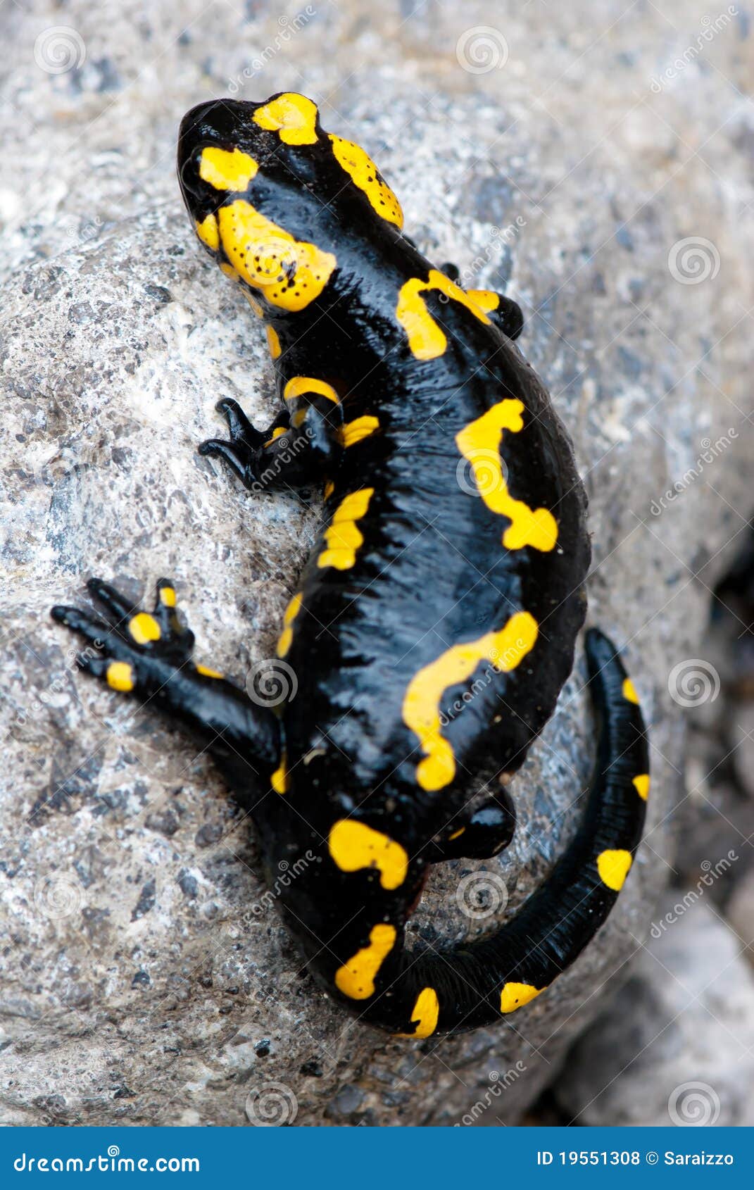 Fire Salamander stock photo. Image of creeps, animal - 19551308
