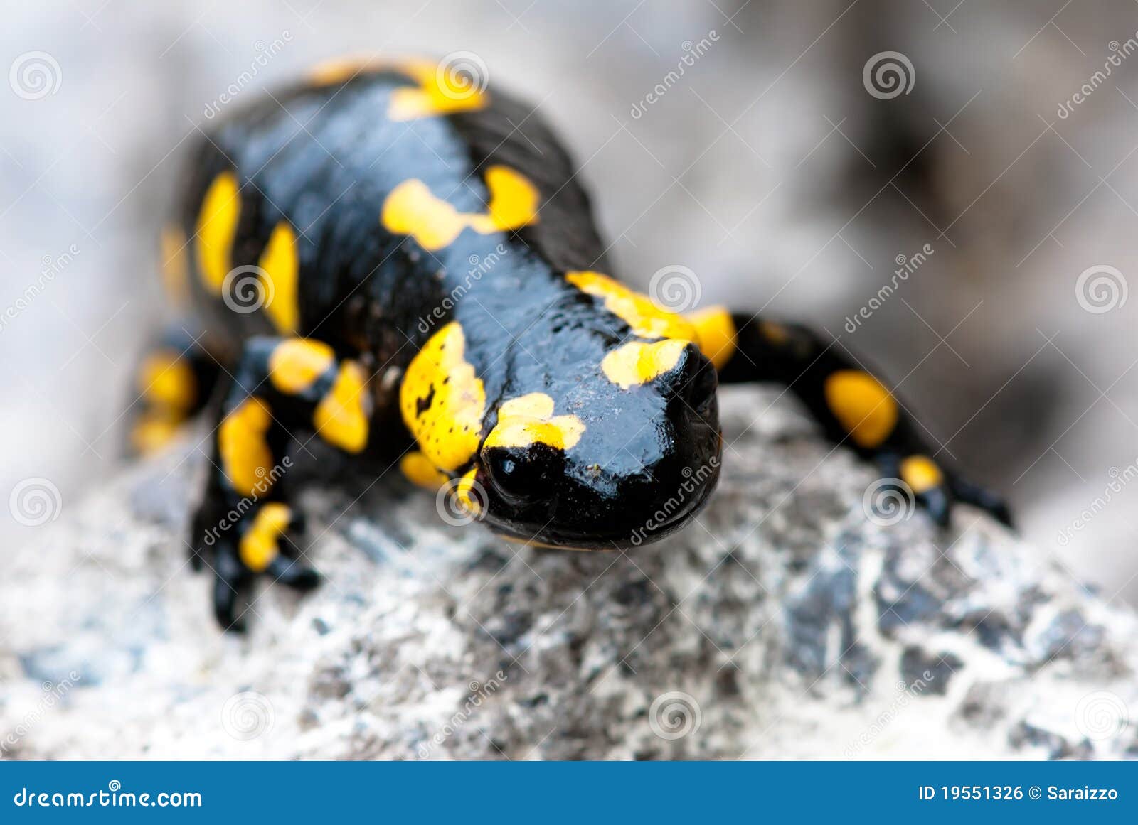 Fire Salamander stock photo. Image of attentive, lizard - 19551326