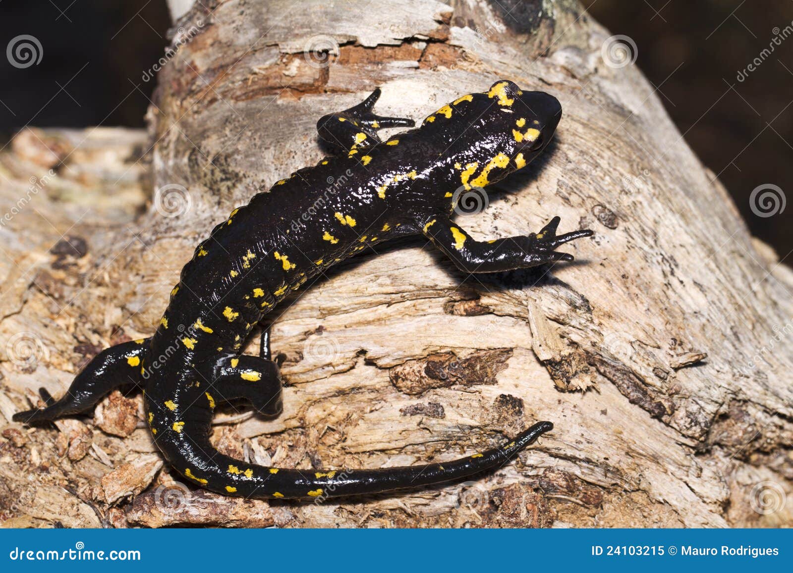 Fire Salamander Picture. Image: 24103215