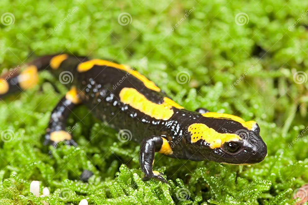 Fire salamander stock image. Image of color, wildlife - 27150363