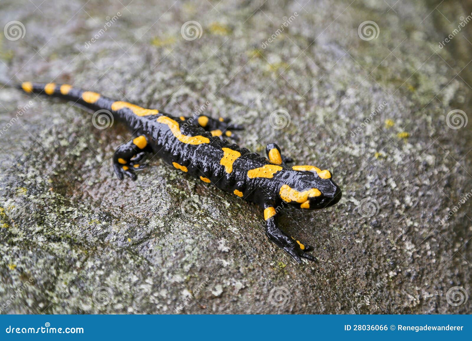 Fire salamander stock photo. Image of stripes, animal - 28036066