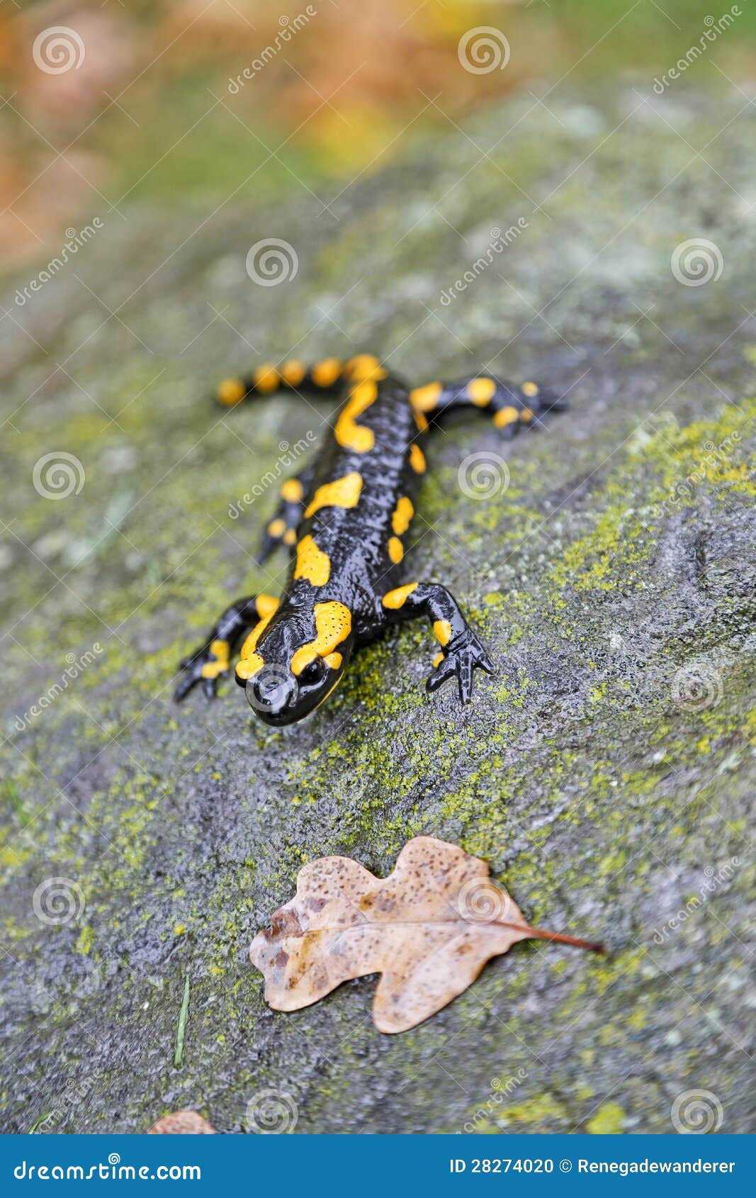 Fire salamander stock photo. Image of tail, salamandra - 28274020