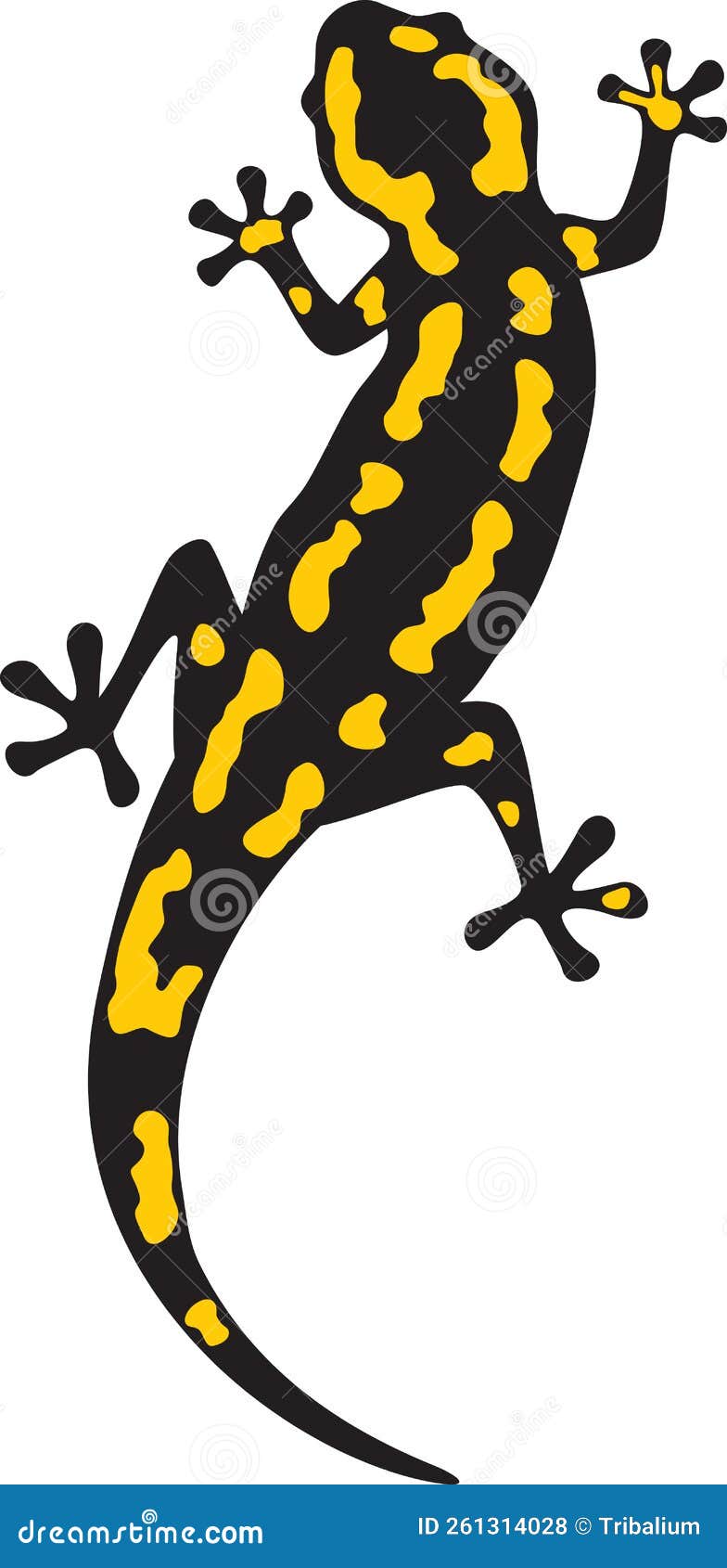 Fire Salamander Animal Color Vector Stock Vector - Illustration of ...