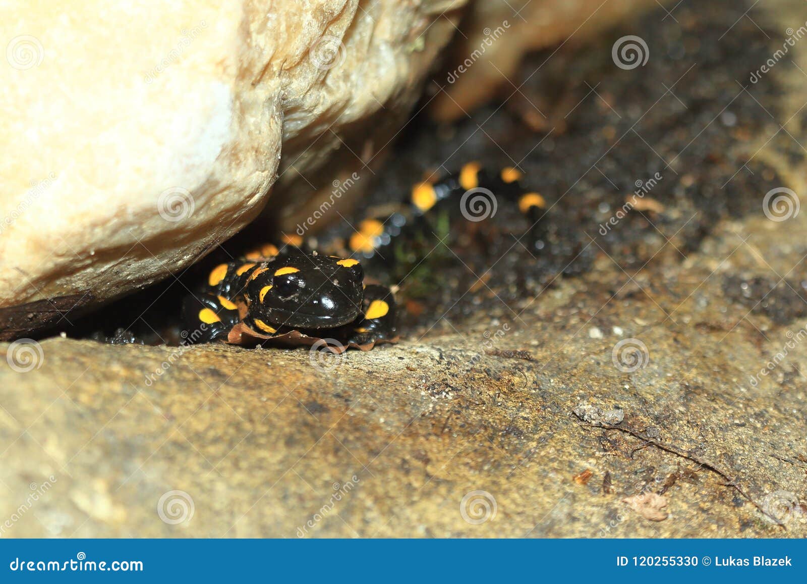 Fire salamander stock photo. Image of berry, nature - 120255330