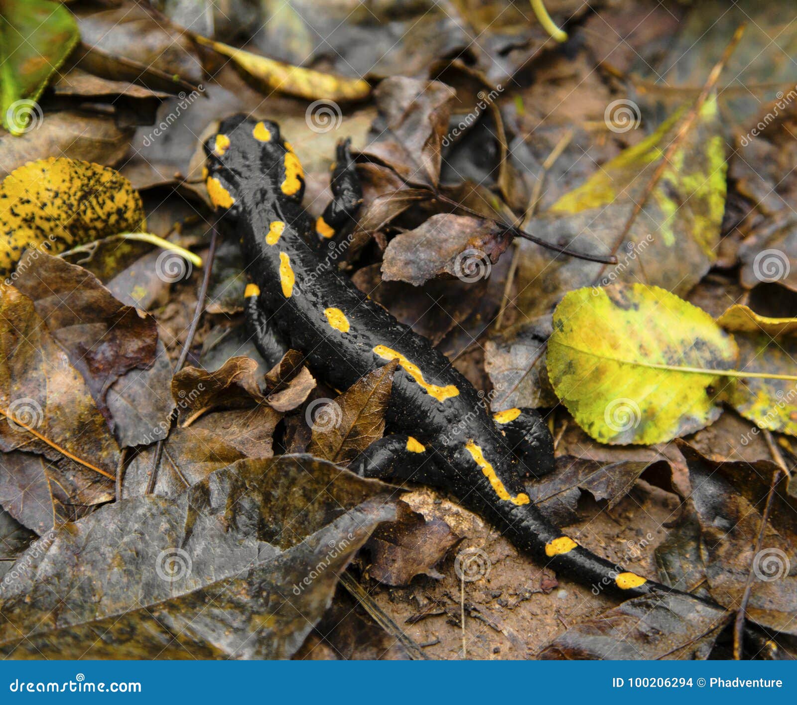 Fire Salamander on the Ground Stock Photo - Image of humid, amphibia ...