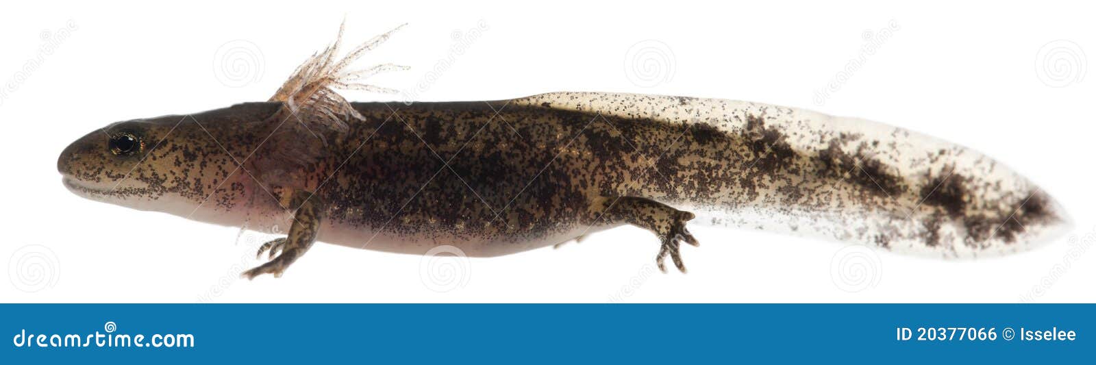 Fire salamander larva stock photo. Image of themes, creature - 20377066