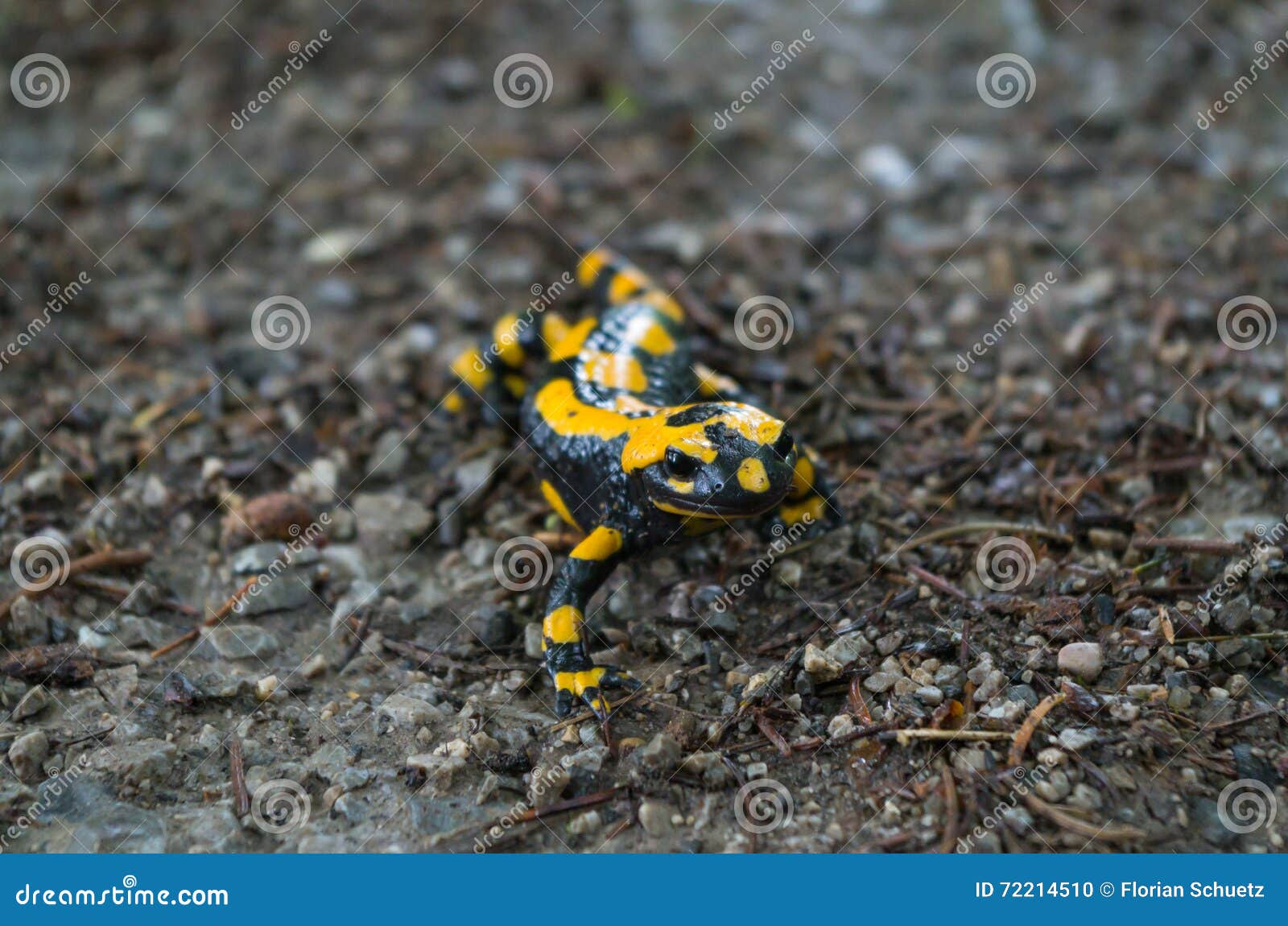 Fire Salamander on a Rainy Day in the Mountains Stock Photo - Image of ...