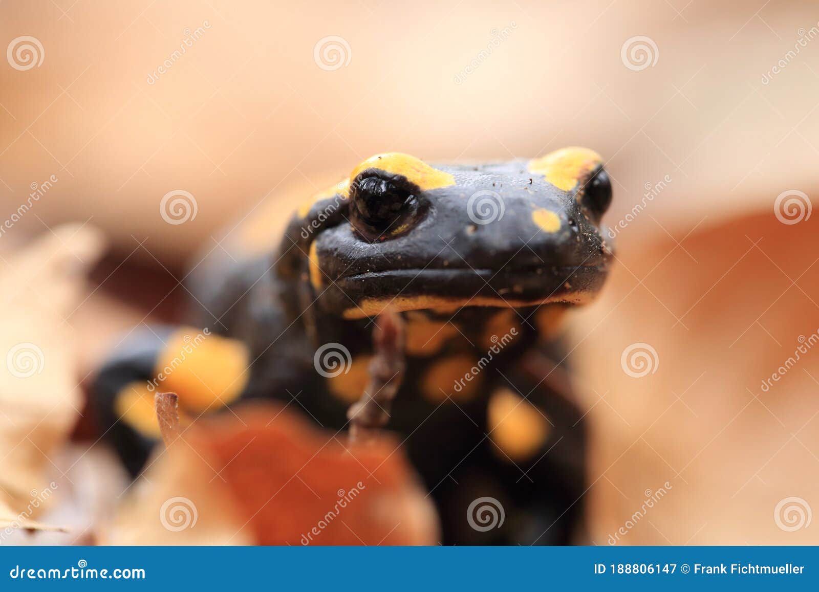 Fire Salamander (Salamandra Salamandra) Germany Stock Image - Image of ...