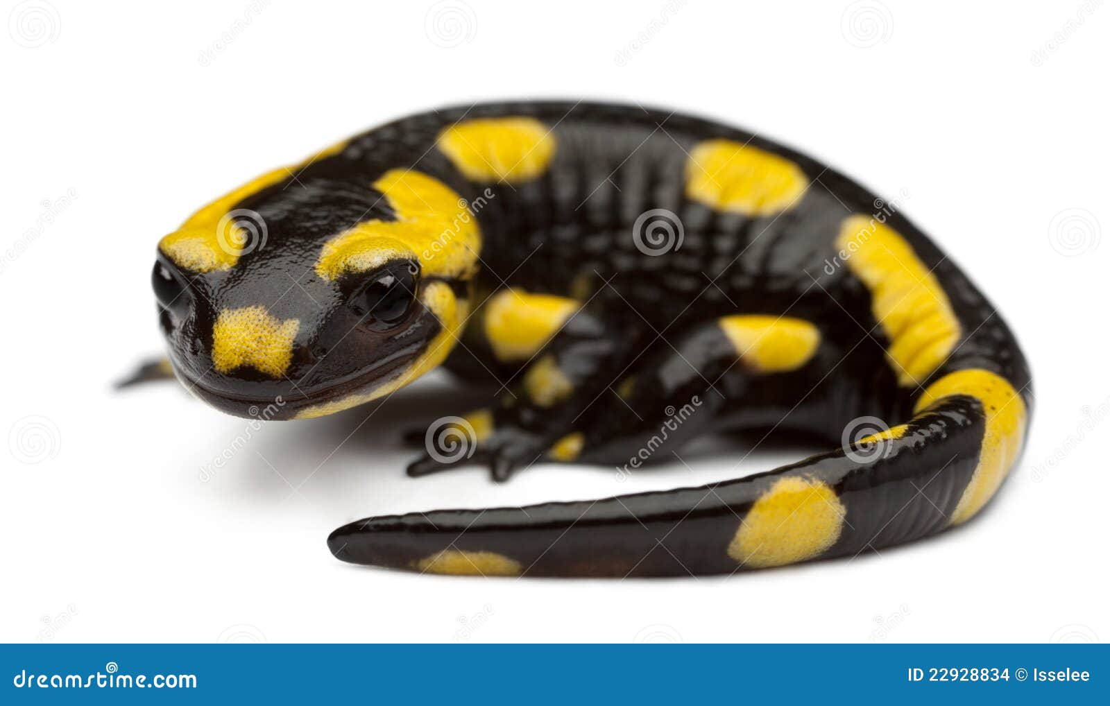 Fire Salamander, Salamandra Salamandra Stock Photo - Image of amphibian ...
