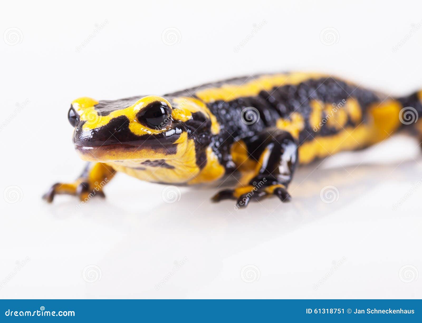 Fire salamander stock image. Image of reptile, environment - 61318751