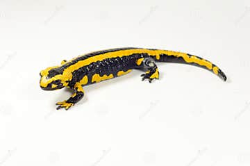 Fire Salamander, Salamandra Stock Photo - Image of forest, color: 37572094