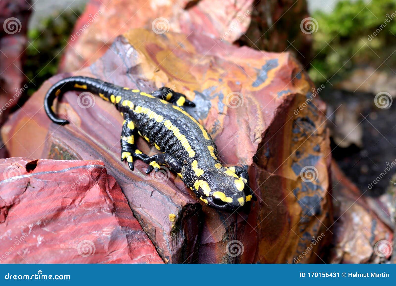 Fire Salamander Sitting on Red Jasper Stock Image - Image of salamander ...