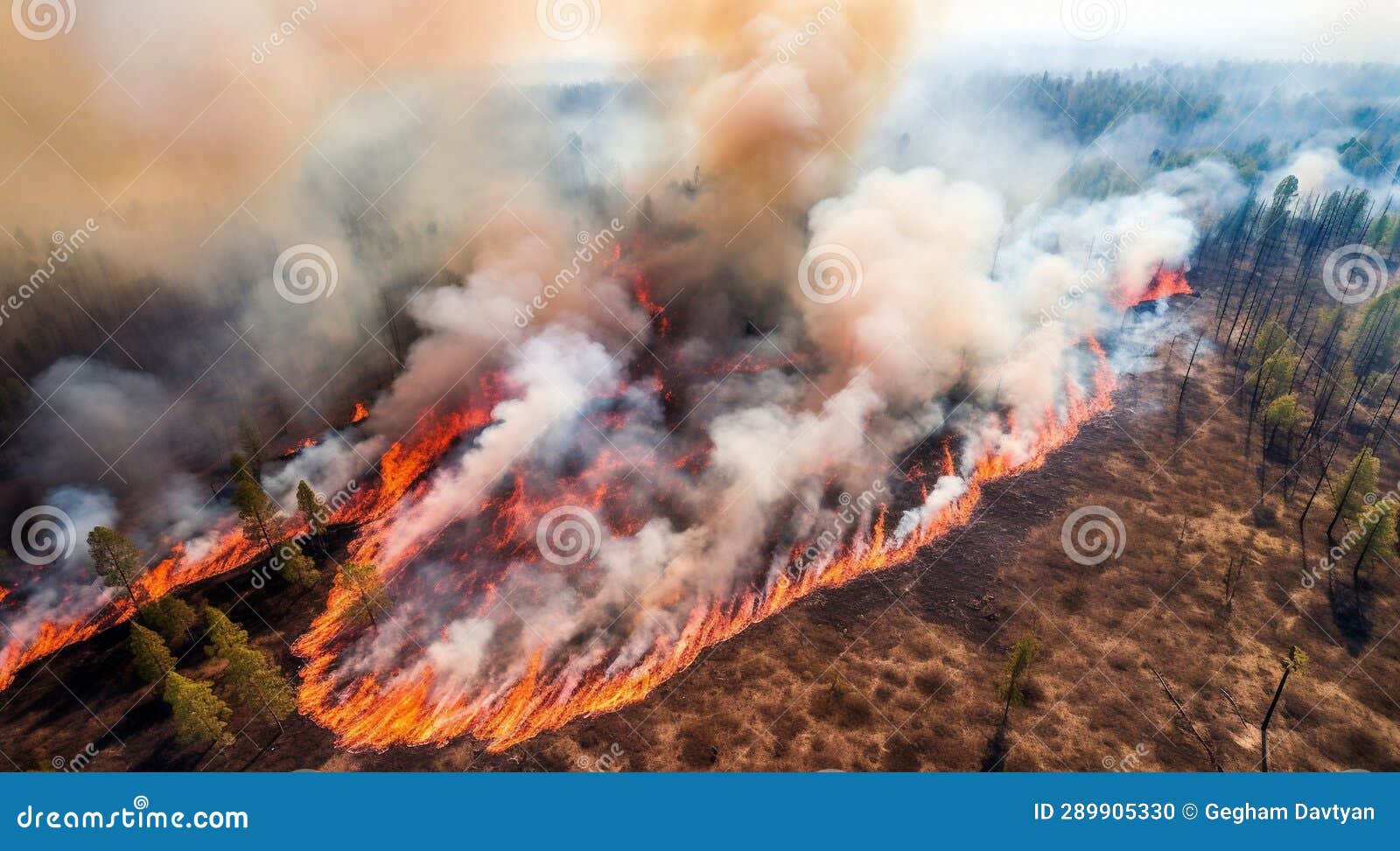 Fire Scene in Forest, Power Fire with Smoke in Forest Stock Photo ...