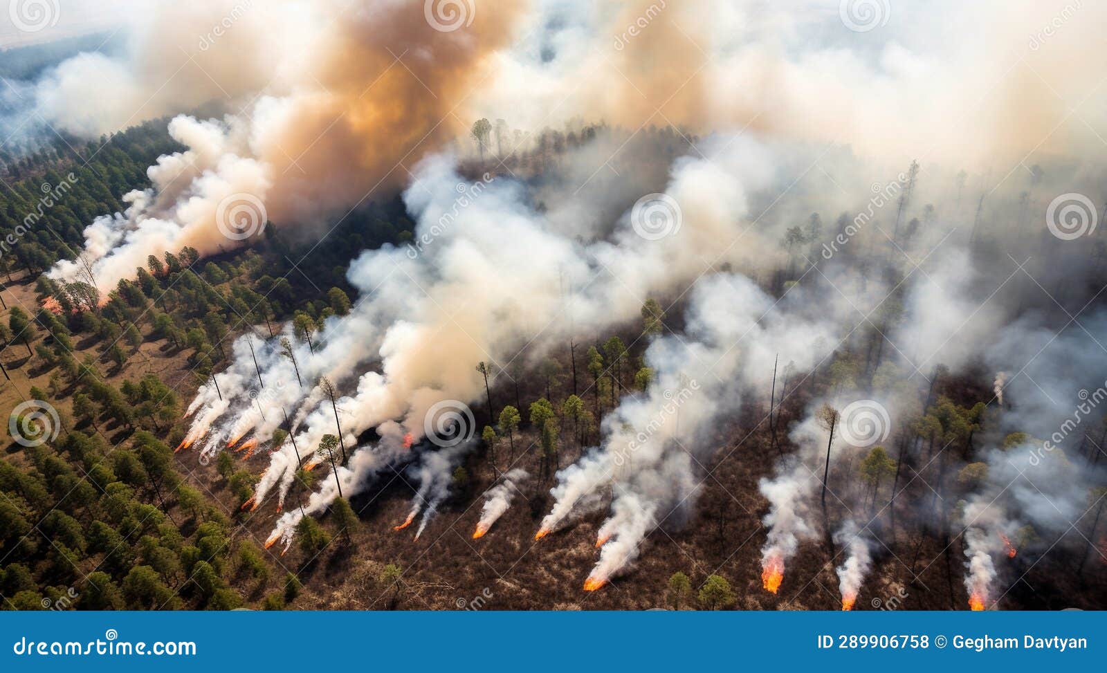 Fire Scene in Forest, Power Fire with Smoke in Forest Stock Photo ...