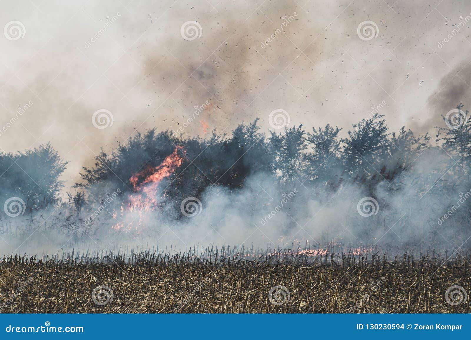 Fire Set on Corn Field.Burning Corn Field after the Harvest Stock Photo ...
