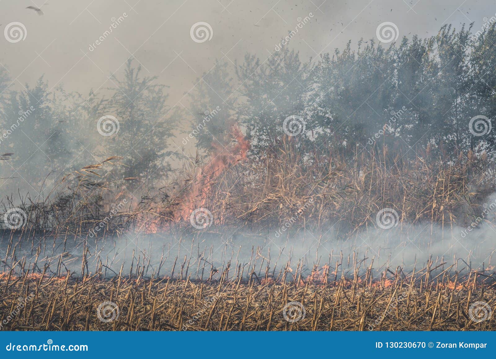 Fire Set on Corn Field.Burning Corn Field after the Harvest Stock Photo ...