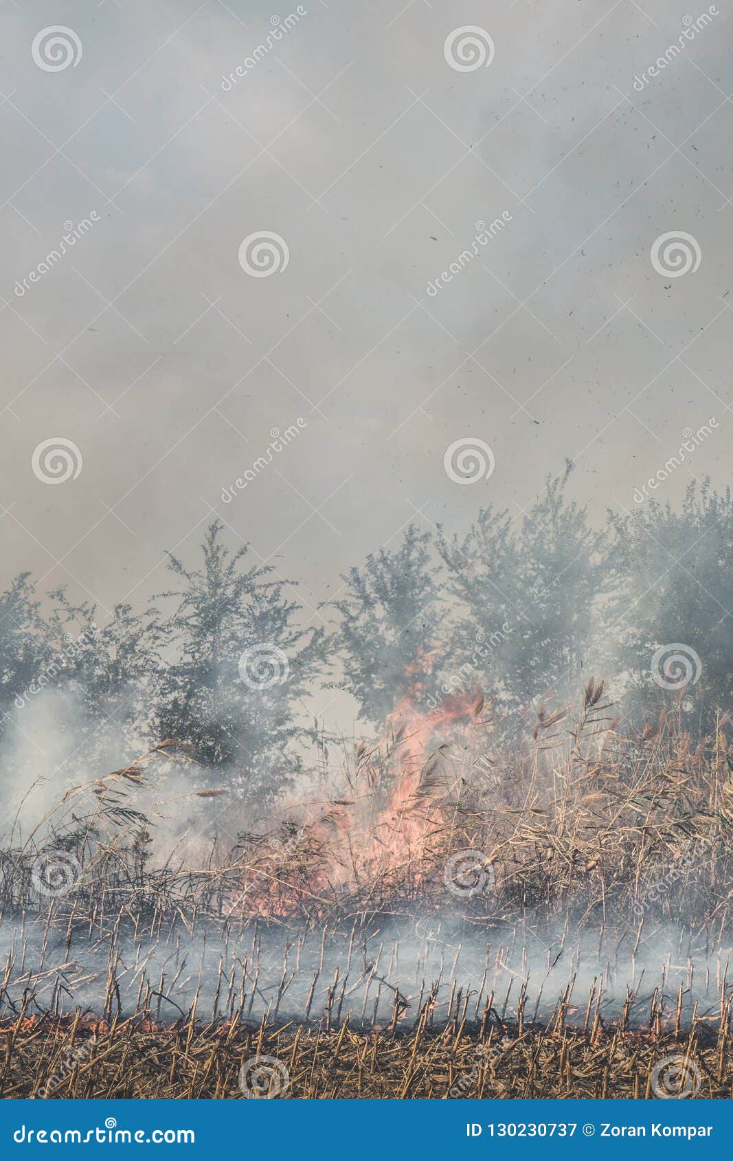 Fire Set on Corn Field.Burning Corn Field after the Harvest Stock Image ...