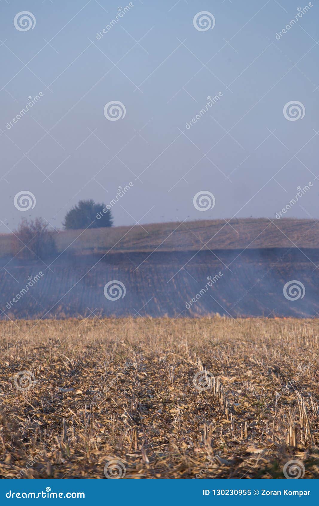 Fire Set on Corn Field.Burning Corn Field after the Harvest Stock Image ...