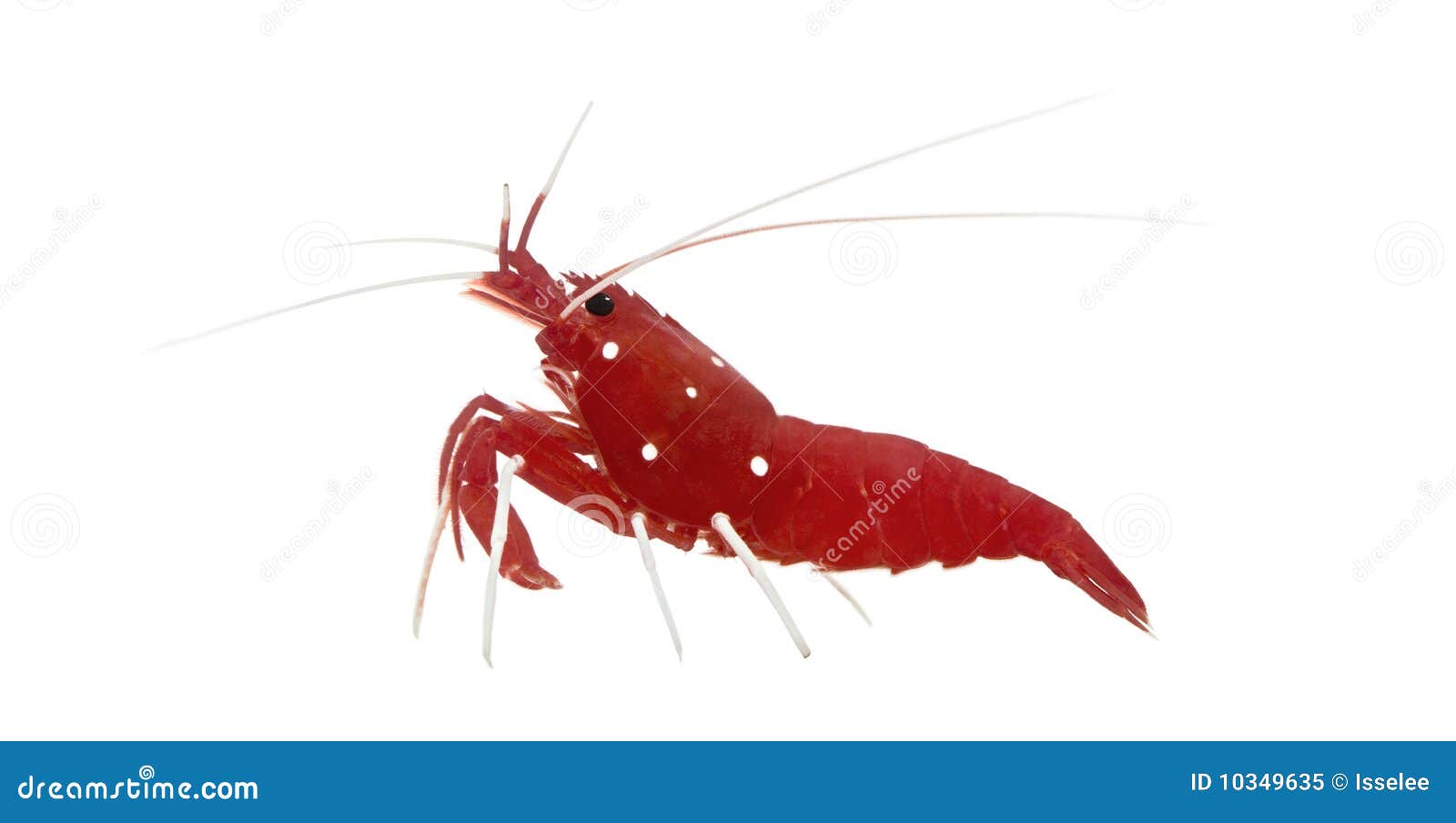 Fire Shrimp - Lysmata Debelius Stock Image - Image of blood, view: 10349635