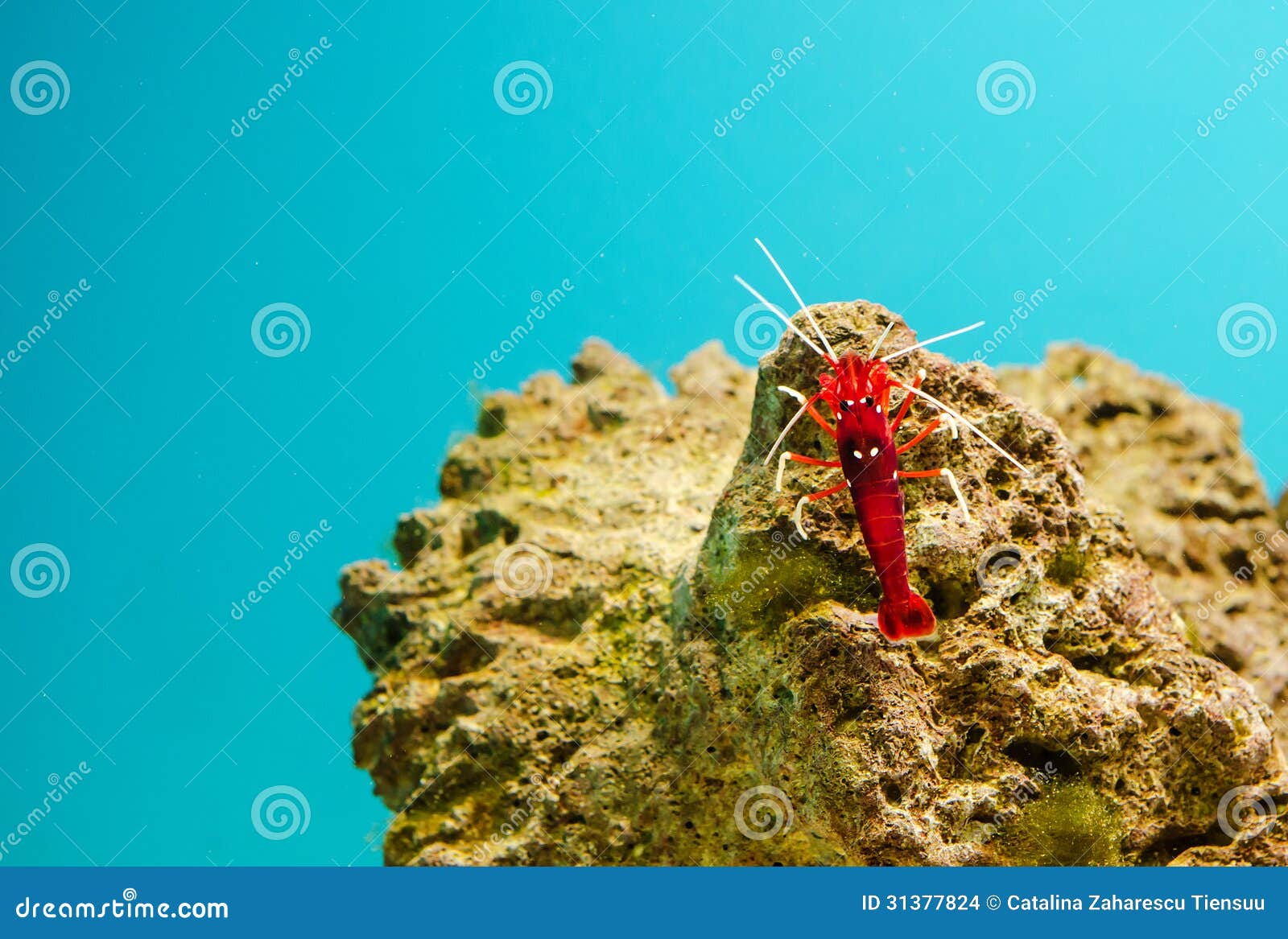 Fire Shrimp- Lysmata Debelius Stock Photo - Image of blue, pereiopods ...