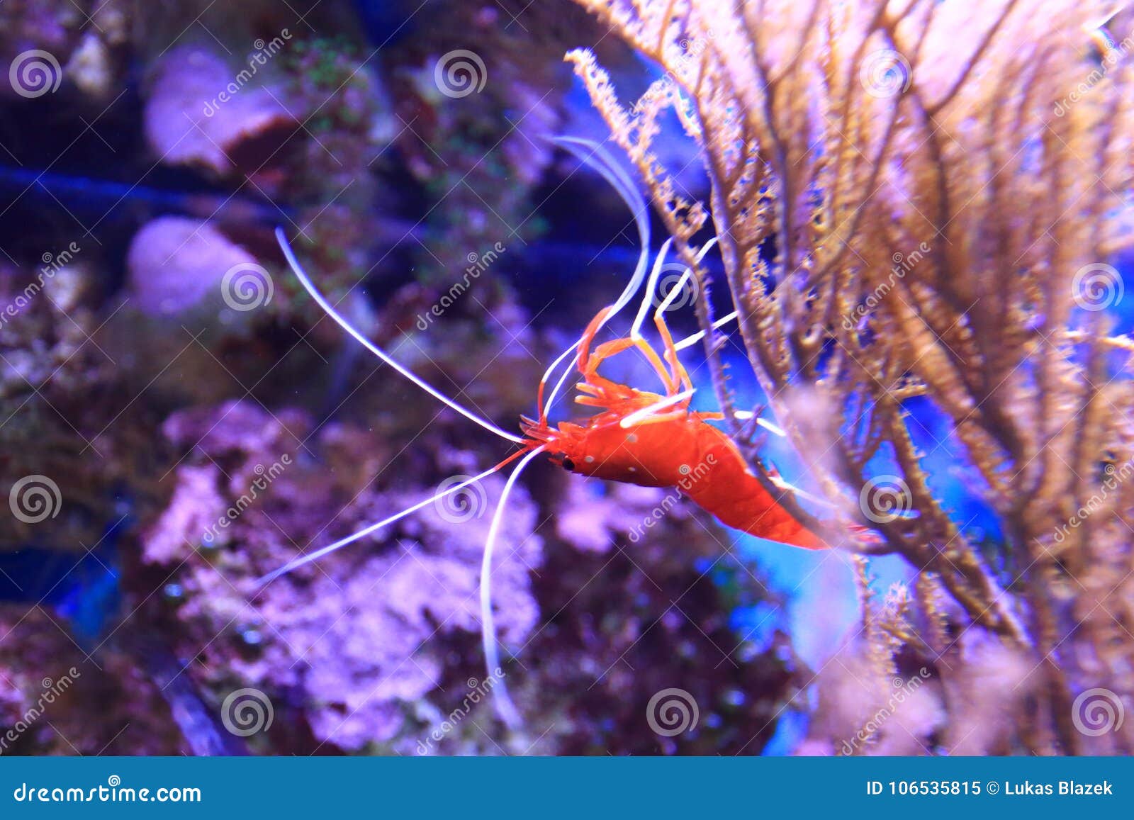 Fire shrimp stock image. Image of fire, life, scarlet - 106535815