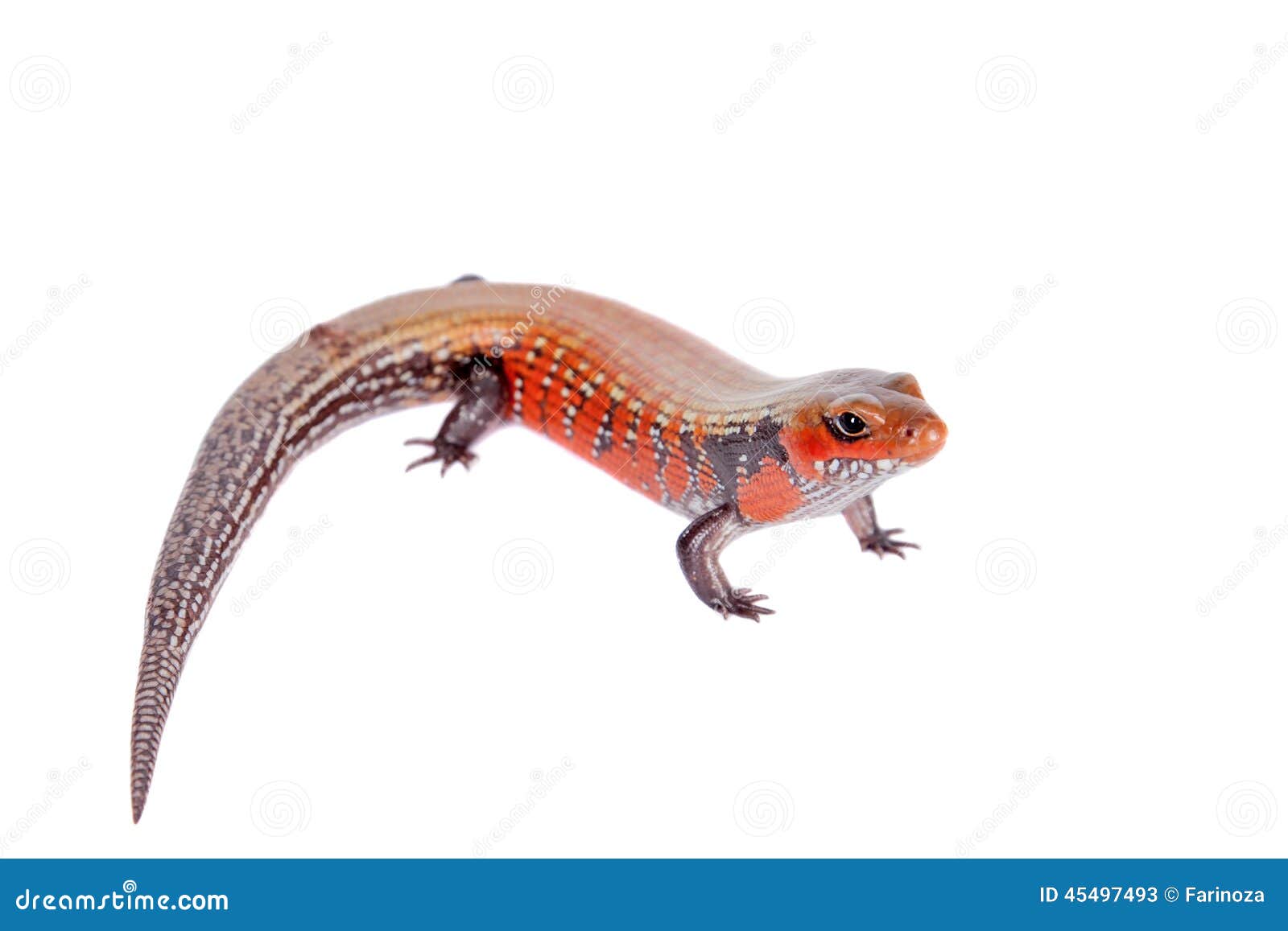 Fire Skink Isolated on White Stock Image - Image of lizard, ghana: 45497493