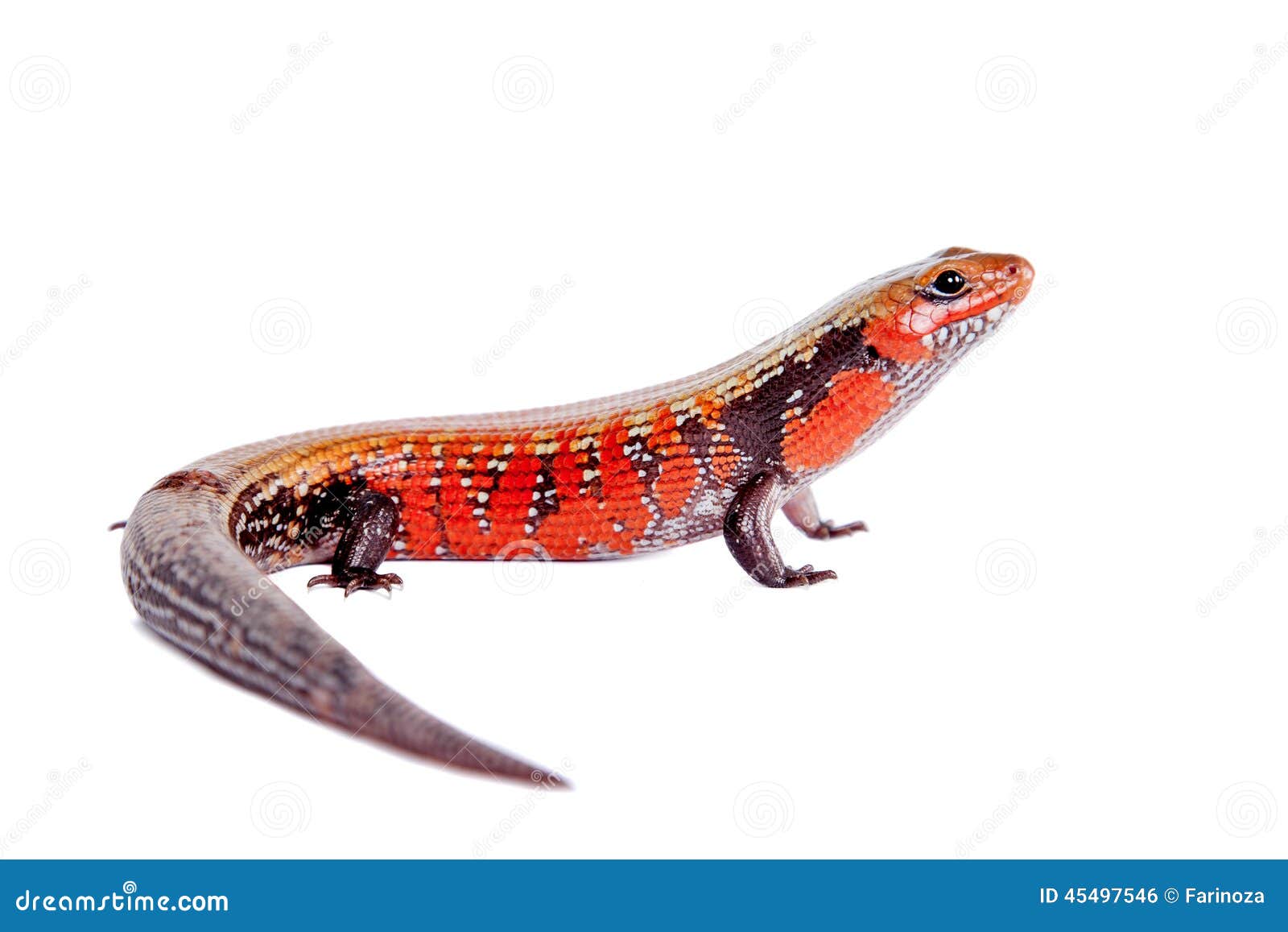 Fire Skink
