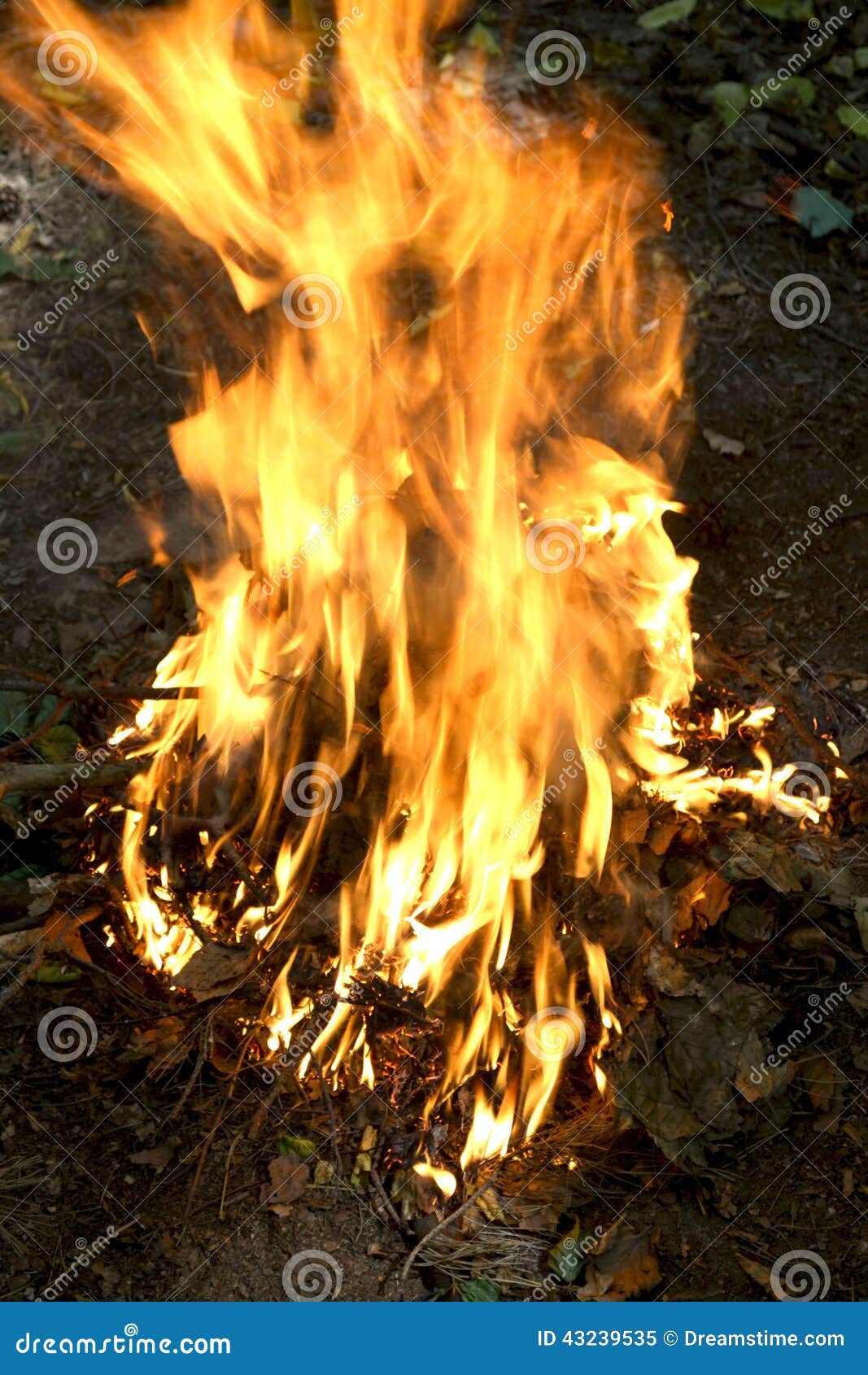 Fire stock image. Image of warm, nature, tree, leaves - 43239535
