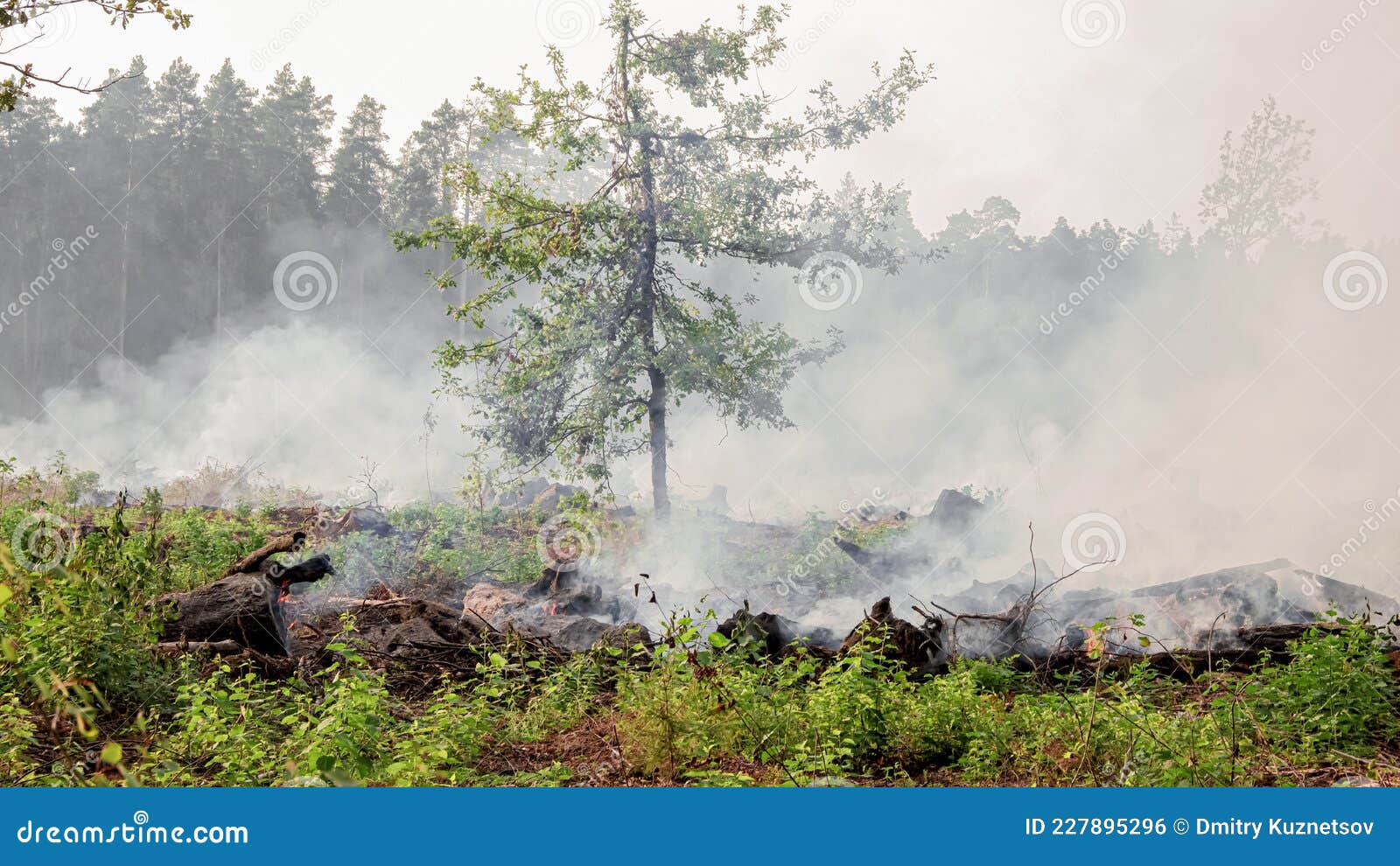 Fire and Smoke on the Coals of a Burnt Tree. Forest Fire Stock Photo ...