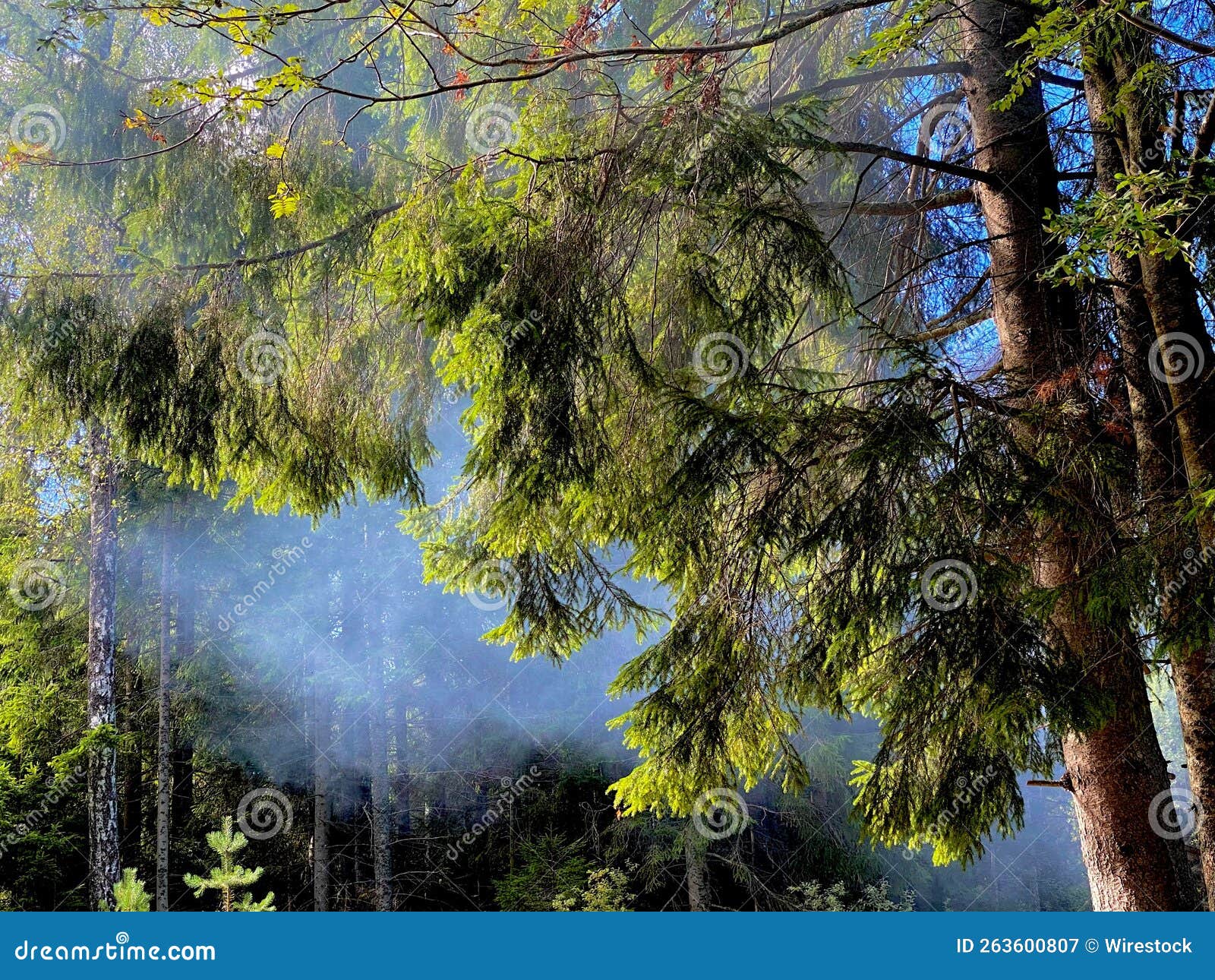 Fire smoke in a forest stock image. Image of trees, beautiful - 263600807