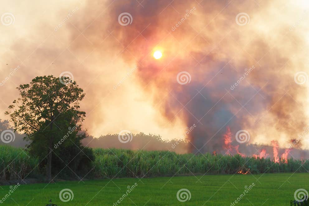 Fire and smoke in paddy stock image. Image of ground - 38036581