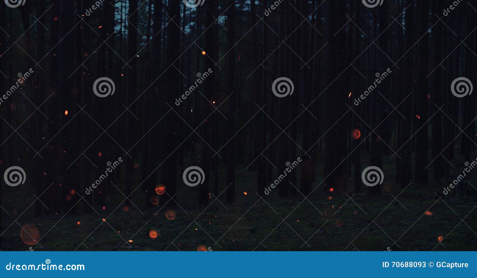 Fire Sparks Slowly Rise in Front of Night Forest Stock Image - Image of ...