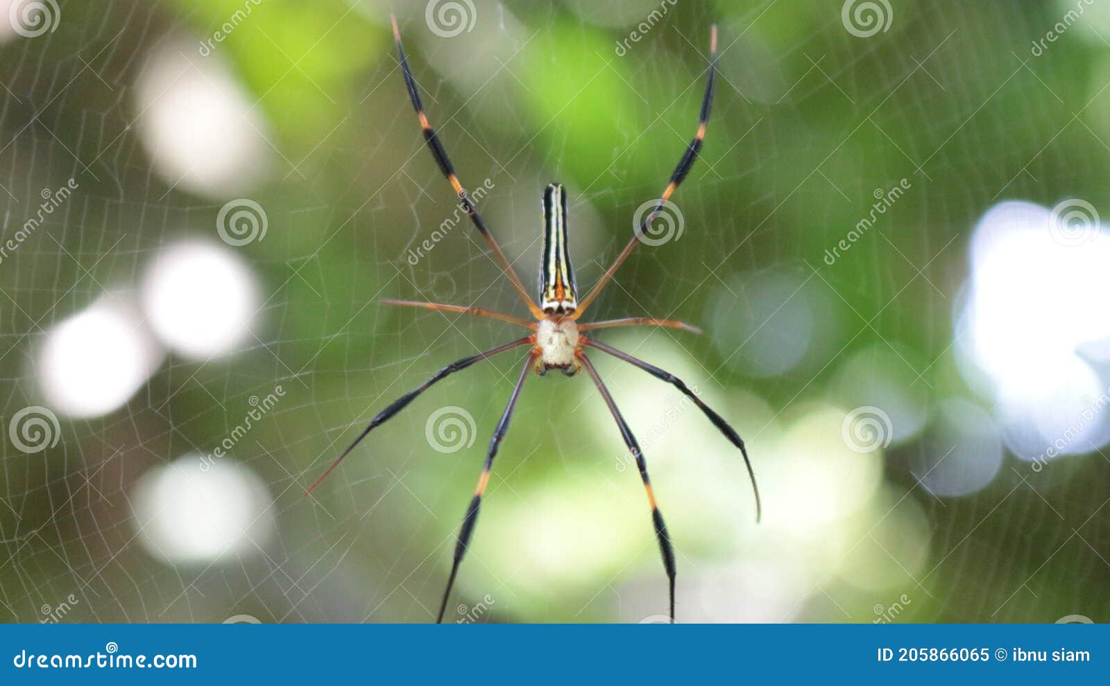 Fire spider on his trap stock image. Image of insect - 205866065