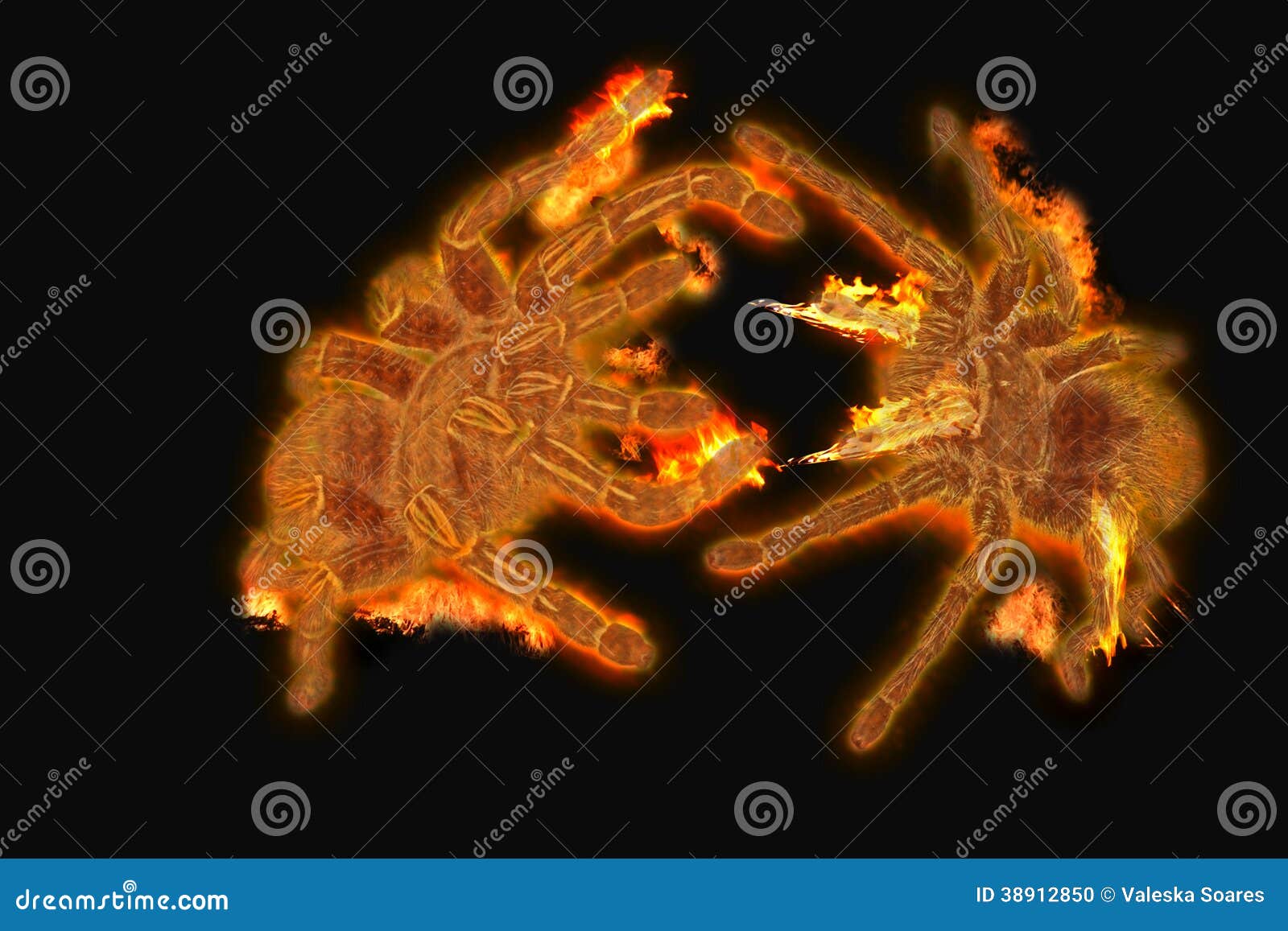 Fire spiders stock illustration. Illustration of black - 38912850