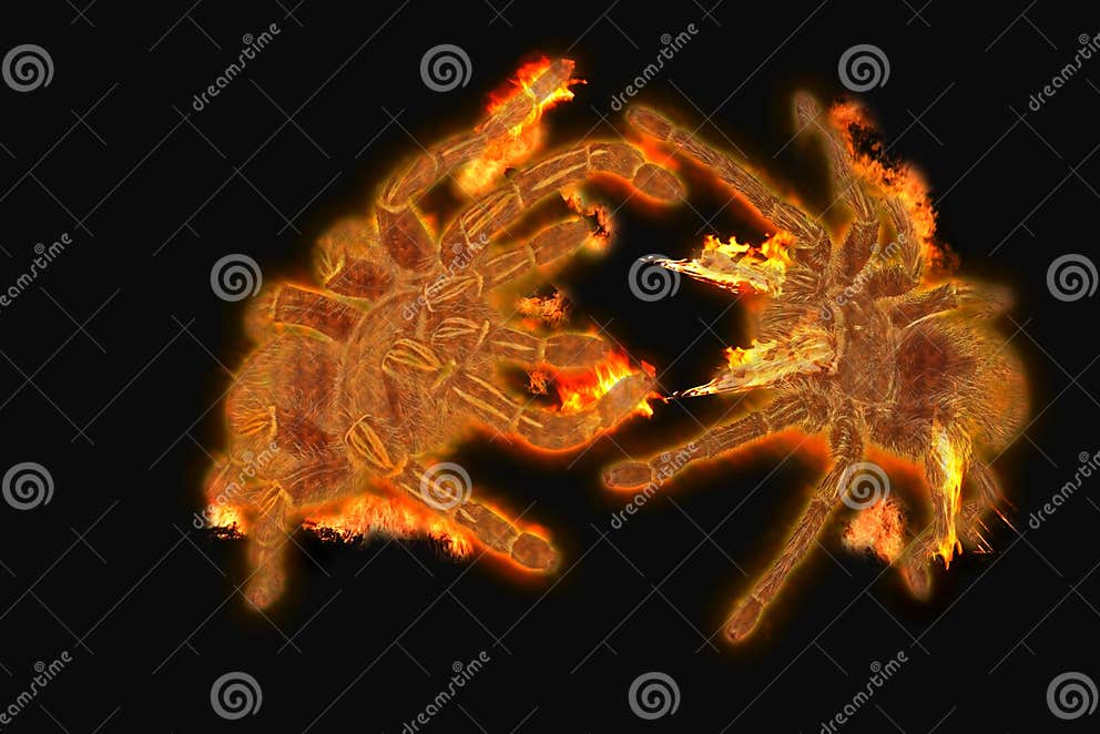 Fire spiders stock illustration. Illustration of black - 38912850